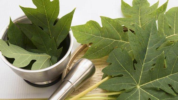 Ini Manfaat Ekstrak Daun Pepaya yang Banyak Orang Tak Tahu, Begini ...