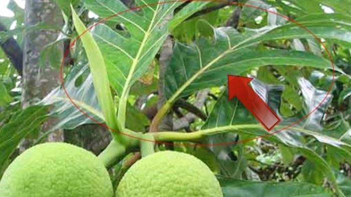 Daun Sukun Ternyata Ampuh Sembuhkan Diabetes, Begini Cara Mengolahnya ...