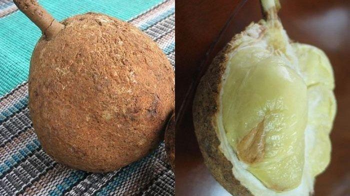 HEBOH, Durian 'Gundul' Tanpa Duri Ditemukan di Kaki Gunung Rinjani, Mirip Sukun Tapi Rasanya ...