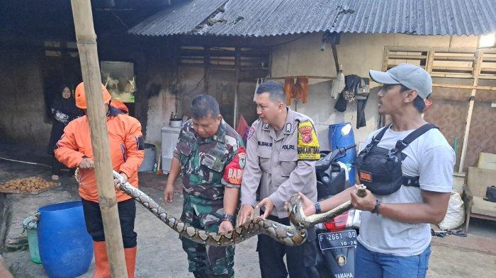 Ular Piton Gegerkan Warga Kutamaneuh, Ditemukan di Belakang Pabrik Tahu ...