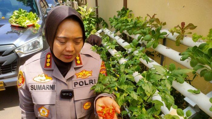 Kombes Pol Sumarni Jadi 'Petani' di Mapolresta Cirebon, Panen Pakcoy hingga Cabai Setan ...