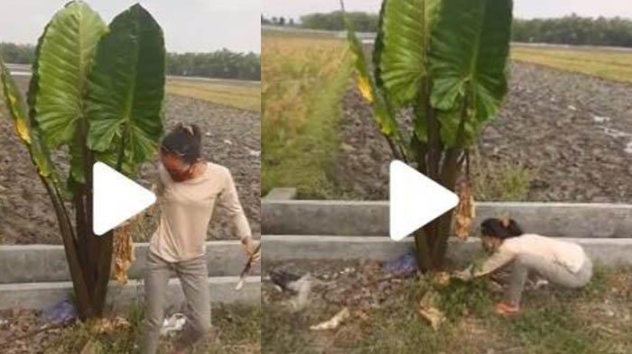 Keladi Liar dengan Daun Lebar dan Tinggi Kini Mulai Diburu, Harganya ...