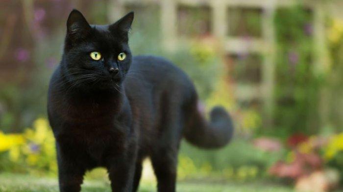 Mitos Soal Kucing Hitam, Diyakini Bawa Keberuntungan Hingga Pertemukan ...