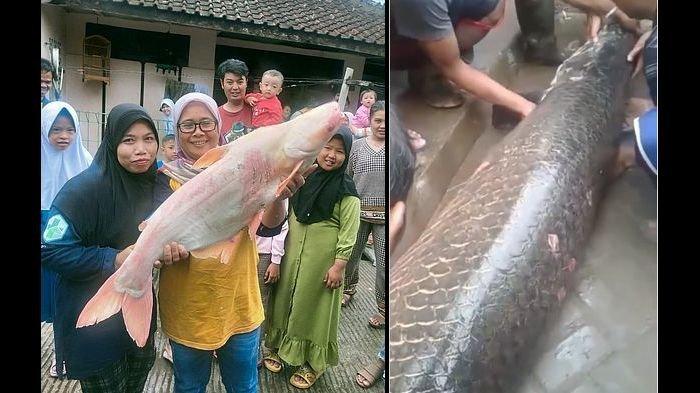GEGER Penemuan Ikan Raksasa Pasca Banjir di Garut, Langsung Dicincang ...