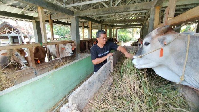 Daftar Harga Hewan Kurban 2022, Mulai Sapi hingga Domba, Penting Diketahui Sebelum Berkurban ...