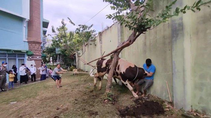 Petugas Jagal Diseruduk Sapi Milik Bupati Cirebon yang Ngamuk, Alami ...