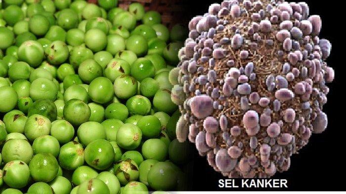 MANFAAT Leunca atau Ranti, Ternyata Obat Ampuh Sembuhkan Penyakit ...