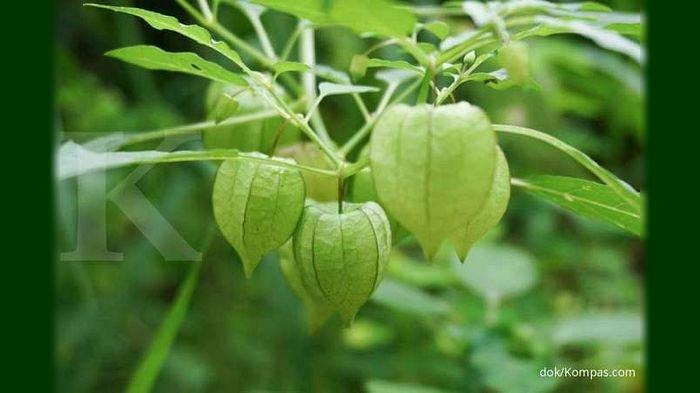 Tanaman Liar di Pinggir Selokan atau di Kebun Ini Ternyata Banyak ...