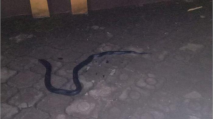 Pulang Lebaran dari Orang Tua, Rumah Sandi Didatangi Ular Kobra ...