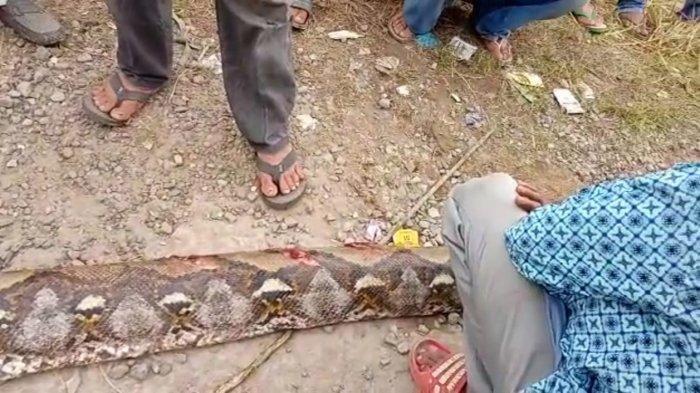 Ular Piton Besar Lilit Ibu RT yang Mau Buang Hajat di Jamban, Nyaris ...