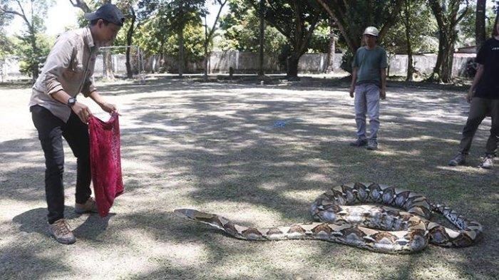 Ular Piton 8 Meter Gigit Seorang Youtuber Hingga Dilarikan ke RS, Ini ...