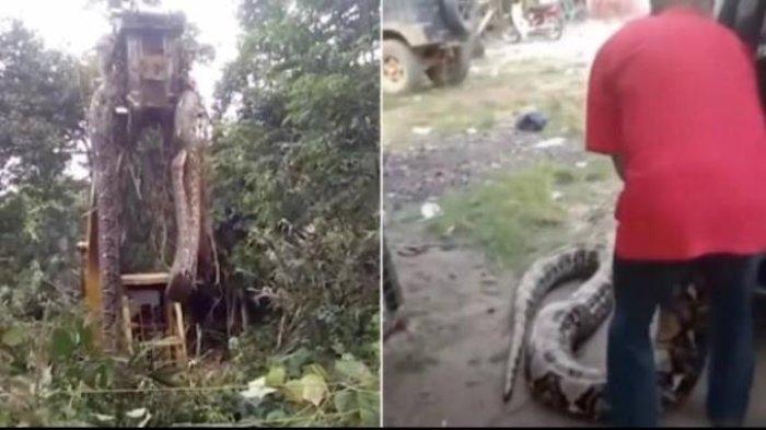 Mengerikan Ular Raksasa di Hutan harus Dievakuasi Menggunakan Alat ...