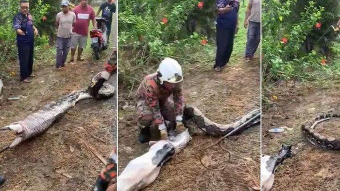 Ular Raksasa 80 Kg Menelan Kambing, Petugas Pemadam Kebakaran Lakukan ...