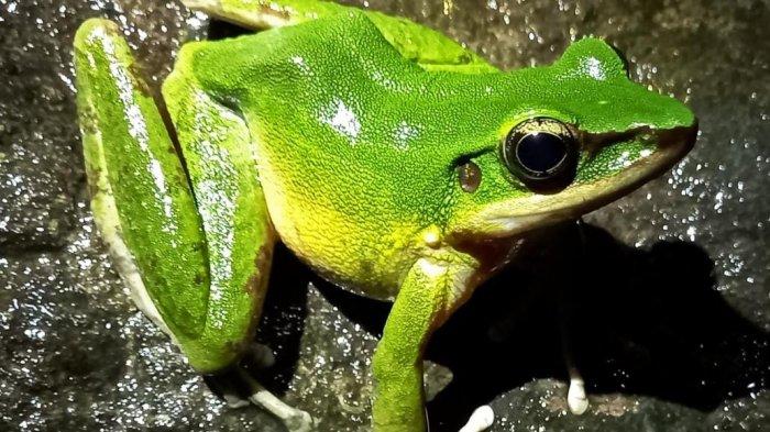 Kabar Baik, Katak Bertanduk Jawa Langka Ditemukan di Pengunungan ...