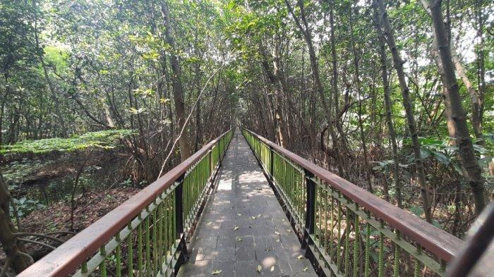 Atasi Banjir Rob, Pramono Anung-Rano Karno Akan Bangun Giant Mangrove Wall di Pesisir Jakarta ...