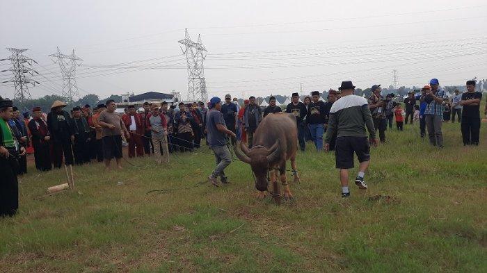 Lebaran Depok 2023 Hari Kedua Diwarnai dengan Pemotongan Kerbau Andil ...