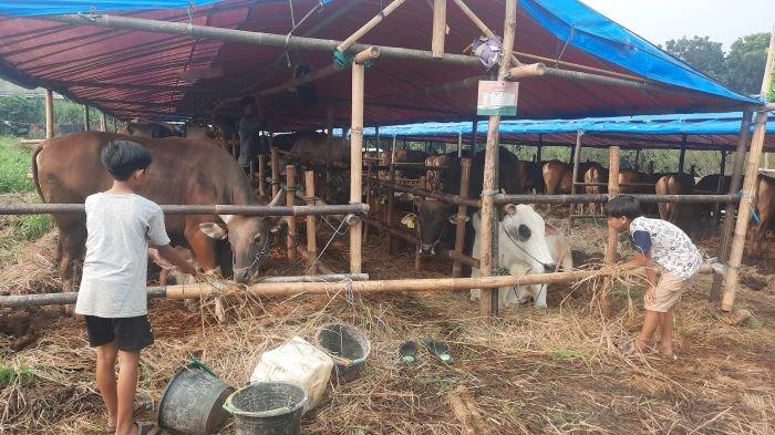 Jelang Idul Adha 1445 Hijriah, Ini Harga Hewan Kurban di Bogor - Tribunnewsdepok.com