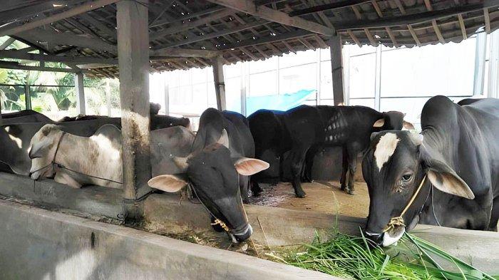 Sosok Pak Gimin Pensiunan TNI AD Pemilik Peternakan Sapi Potong ...