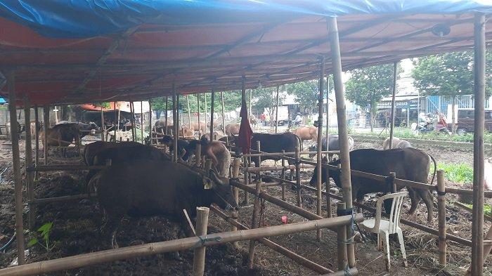 Jelang Idul Adha 2023, Pemkot Depok Keluarkan Aturan Pelaksanaan Kurban - Tribunnewsdepok.com