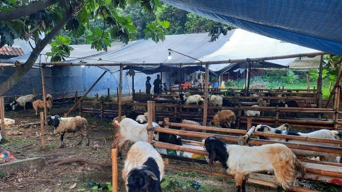 Sepekan Jelang Idul Adha 2023, Penjualan Hewan Kurban di Sawangan Depok Meningkat ...