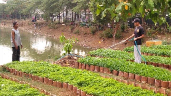 Kabar Kecamatan Tapos Depok, P2L Kampung Caraka RW 03 Bakal Panen Sayur ...