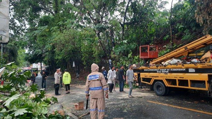 Hujan Angin Tumbangkan Pohon Besar di Sawangan, Lalu Lintas Jalan Raya Muchtar Macet Parah ...