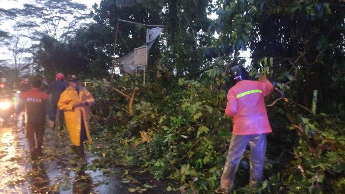 Hujan dan Angin Kencang Menumbangkan Sejumlah Pohon di Jalan Paledang Kota Bogor, Seorang Warga ...