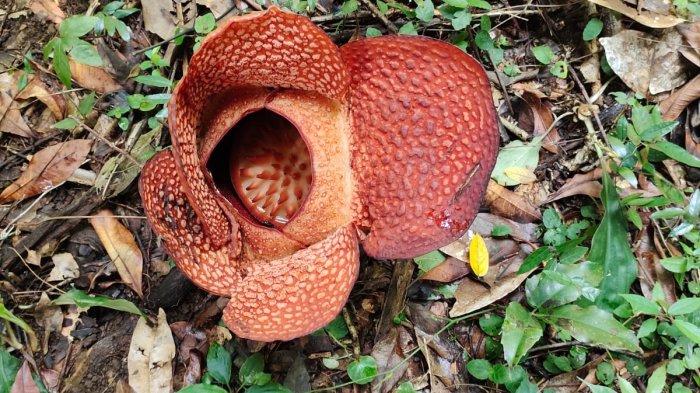 Sukses Tumbuhkan Bunga Rafflesia Arnoldi, Ini Metode yang Digunakan ...