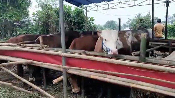 Tempat Jual Hewan Kurban Marak di Depok, Ini Kisaran Harga Sapi dan Kambing - Tribunnewsdepok.com