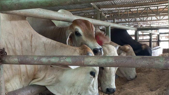Dipasaran Seharga Rp 130.000 per Kilogram, Karkas Daging Sapi di RTH ...