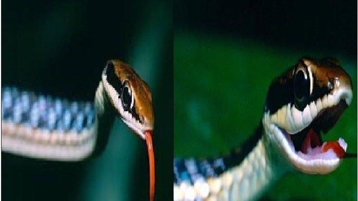 Dosen di Solo di Teror, Dapat Paket Berisi Ular Tali Picis, Ularnya ...