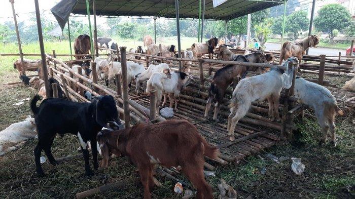 Ini Harga Pasaran Hewan Kurban di Sawangan Depok - Halaman 2 - Tribunnewsdepok.com
