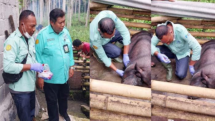 Kasus Babi Mati di Ende, Distan Ende Kirim 8 Sampel Darah Babi ke ...
