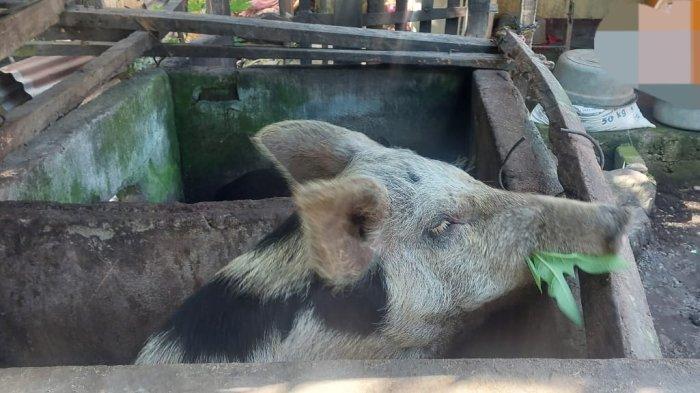 Babi Mati Mendadak di TTU, Kadis Peternakan Pastikan: Belum Ada Sampel ...