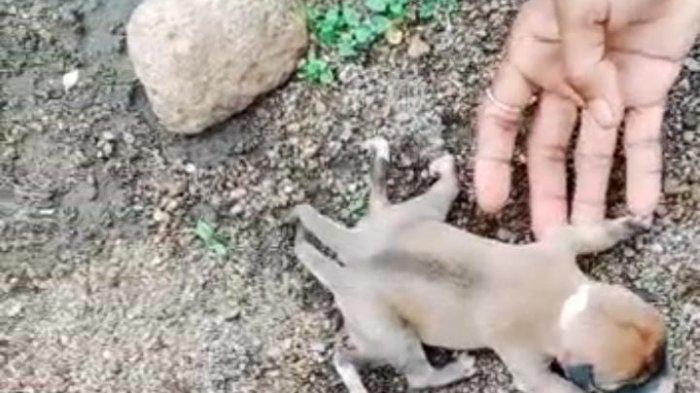 Warga di Lusitada Sikka Heboh, Anak Anjing Lahir dalam Kondisi Punya 6 ...