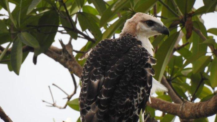 Mengenal Elang Flores, Burung Endemik Nusa Tenggara dan Penguasa Langit ...