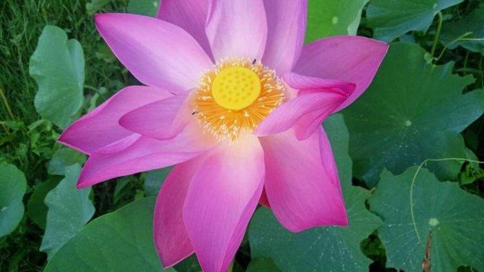 5 Fakta Menarik Rana Tonjong di Flores, Danau Teratai Terbesar Kedua di ...