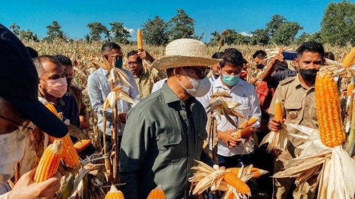 NTT Ekspor Perdana 1000 Ton Jagung dari Program TJPS - Tribunflores.com