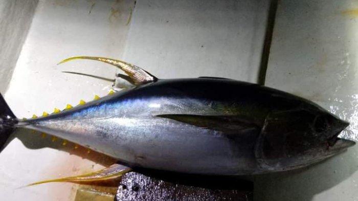 Kabupaten Sikka Miliki 9.048 Alat Tangkap Tuna Ramah Lingkungan Jenis ...