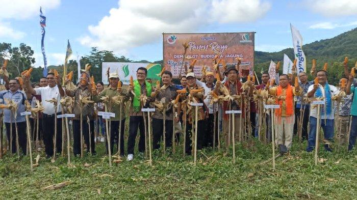 Uskup Ruteng Bersama Penjabat Bupati Manggarai Timur Panen Raya Jagung di Demplot Seminari Kisol ...