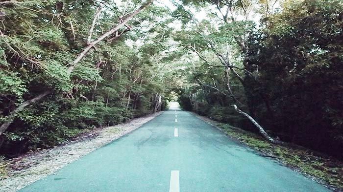 Wisata NTT, Taman Hutan Raya Prof Herman Yohanes di Amarasi, Tempat ...
