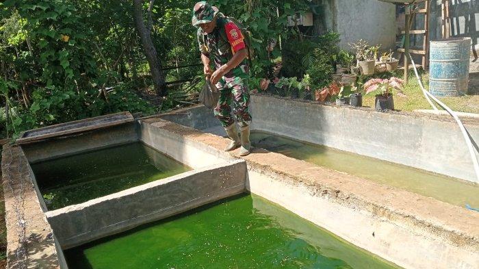 Prajurit TNI di Timor Tengah Selatan Budidaya Ikan Lele untuk Ketahanan Pangan Keluarga ...
