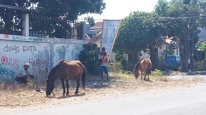 Harga Kuda di Pasar Alok Maumere, Sikka Paling Mahal Capai Rp 15 Juta ...