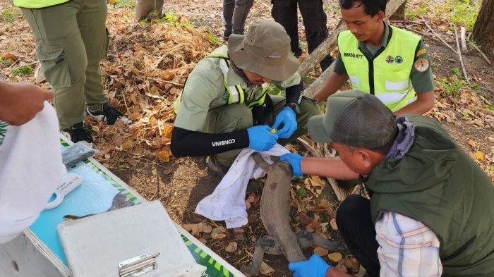 Besok Enam Ekor Komodo Dilepas di Cagar Alam Wae Wuul Labuan Bajo ...