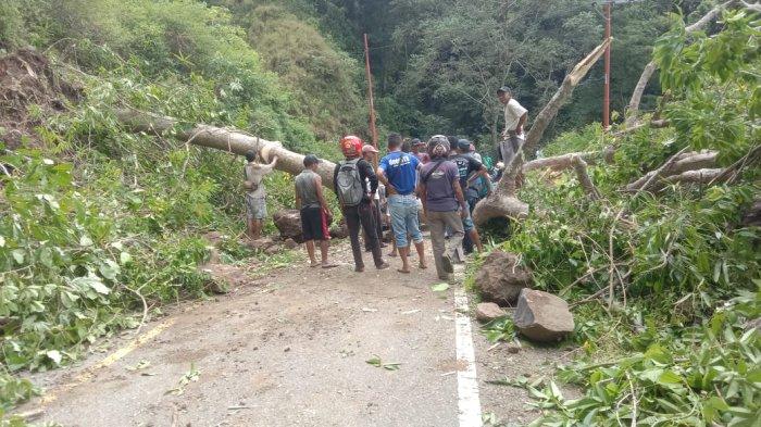 Pohon Tumbang dan Longsor di Jalur Ruteng-Reo Akses Transportasi Lumpuh ...