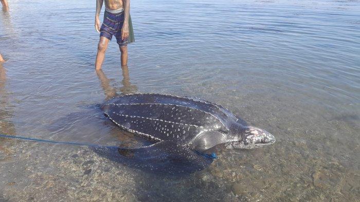 Populasi Penyu Terancam, Kenali Jenis Penyu di Indonesia yang Dilindung ...