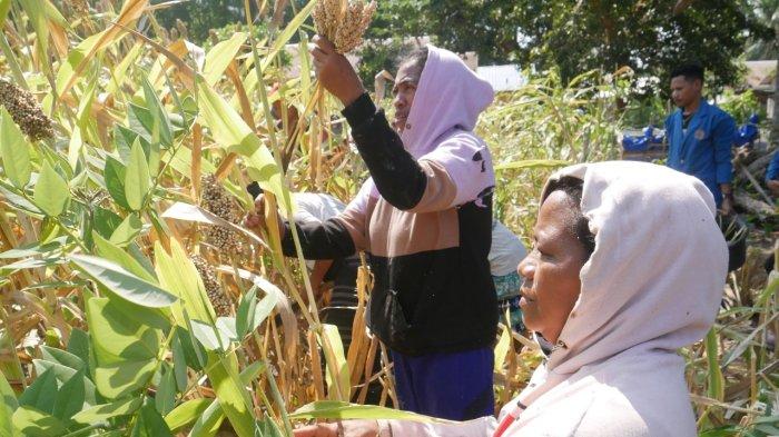 Kelompok Tani Desa Ondorea Barat Panen Ketiga Tanaman Sorgum Binaan PKM PDB - Tribunflores.com