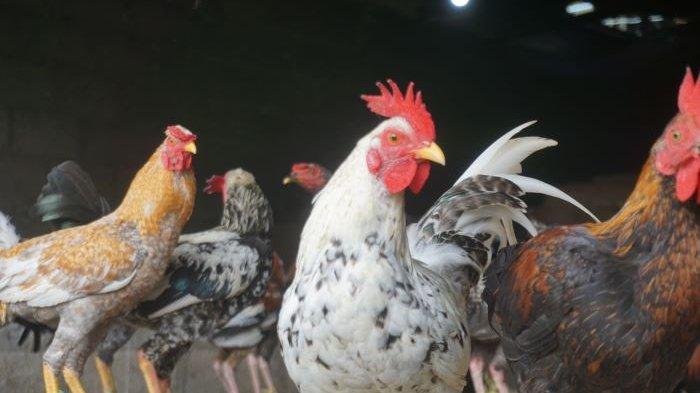 Stabil, Harga Ayam Kampung di Pasar Bobou Kabupaten Ngada ...