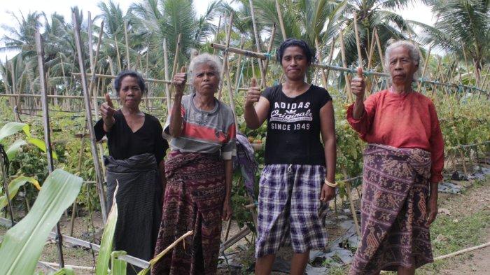 Kelompok Tani Ru'u Pusang di Desa Nelle Wutung Sikka, Mencari Rupiah ...