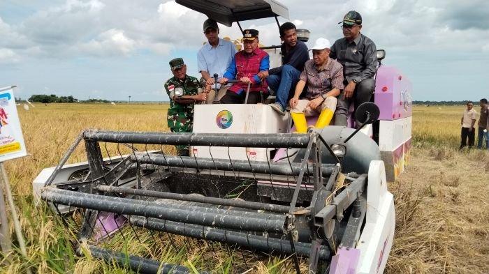 Panen Raya Padi di Desa Bena TTS Gunakan Skema Kolaborasi ...